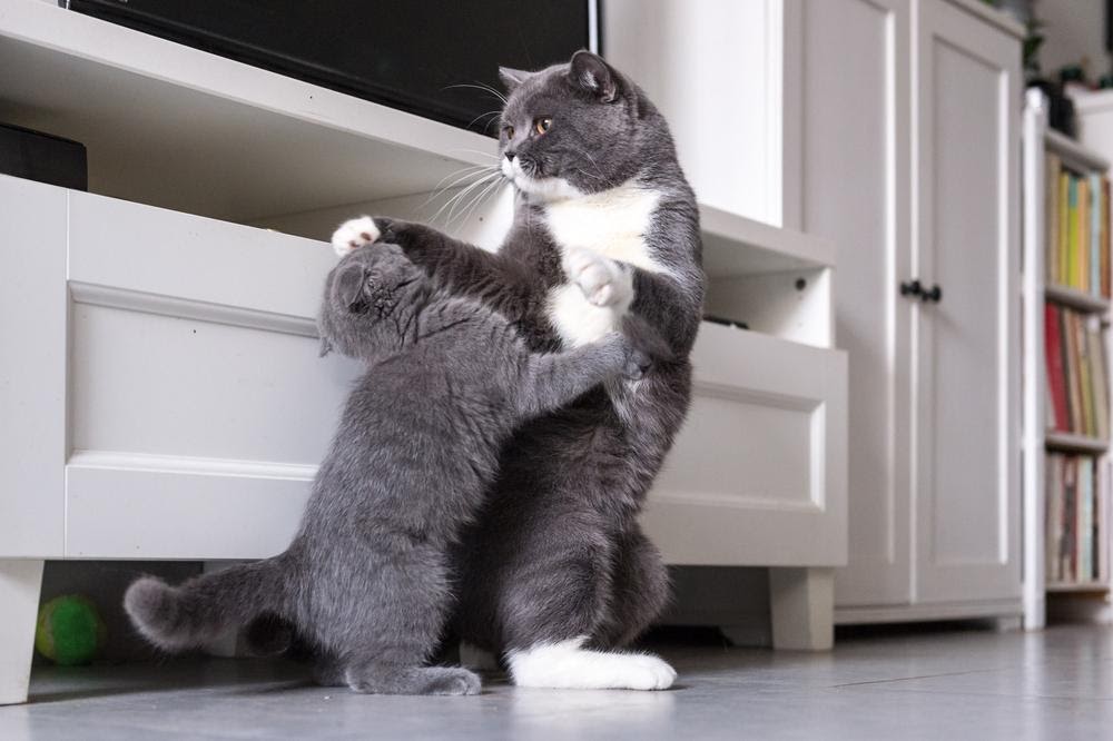 5 Motivos Para Seu Gatinho Fazer “Fuzz” Para Seu Novo Gato