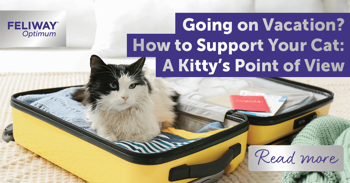 Going on Vacation? How to Support Your Cat: A Kitty’s Point of View
