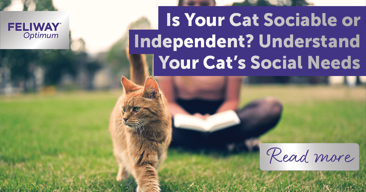 Is Your Cat Social or Independent? Understand Your Cat’s Social Needs