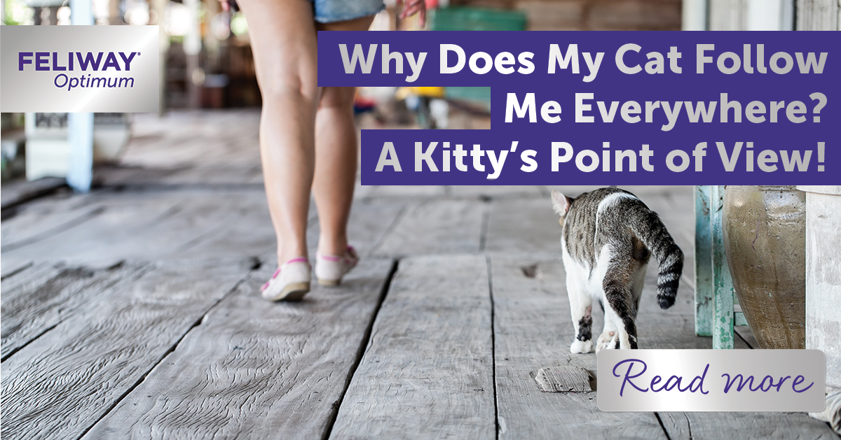 A Kitty's Point of View: Why Does My Cat Follow Me Everywhere?