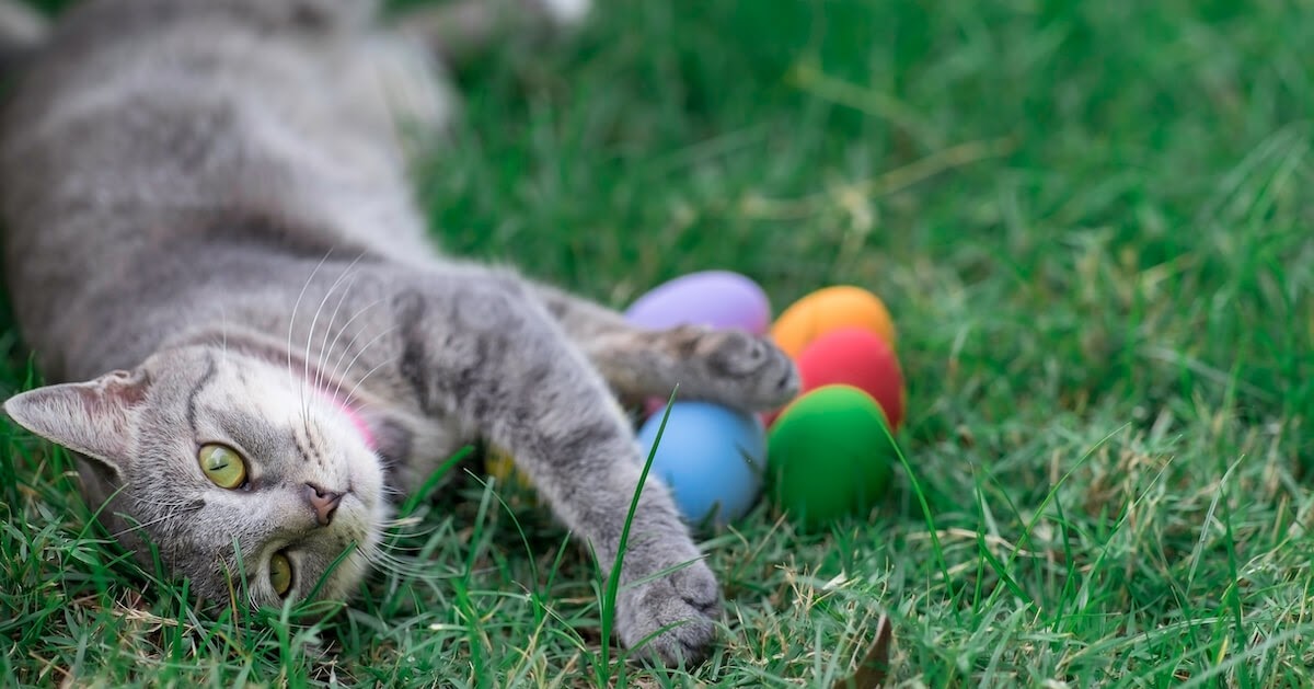How to Create a Happy Easter With Your Cat!