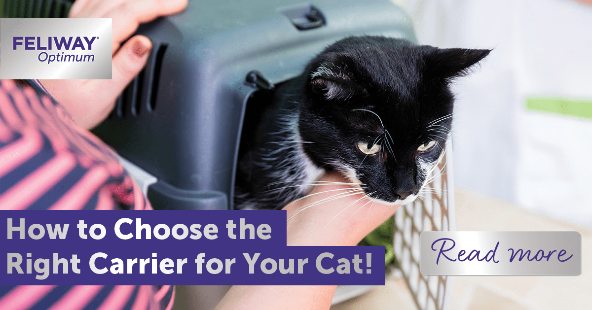 Choose the Right Carrier for Your Cat!