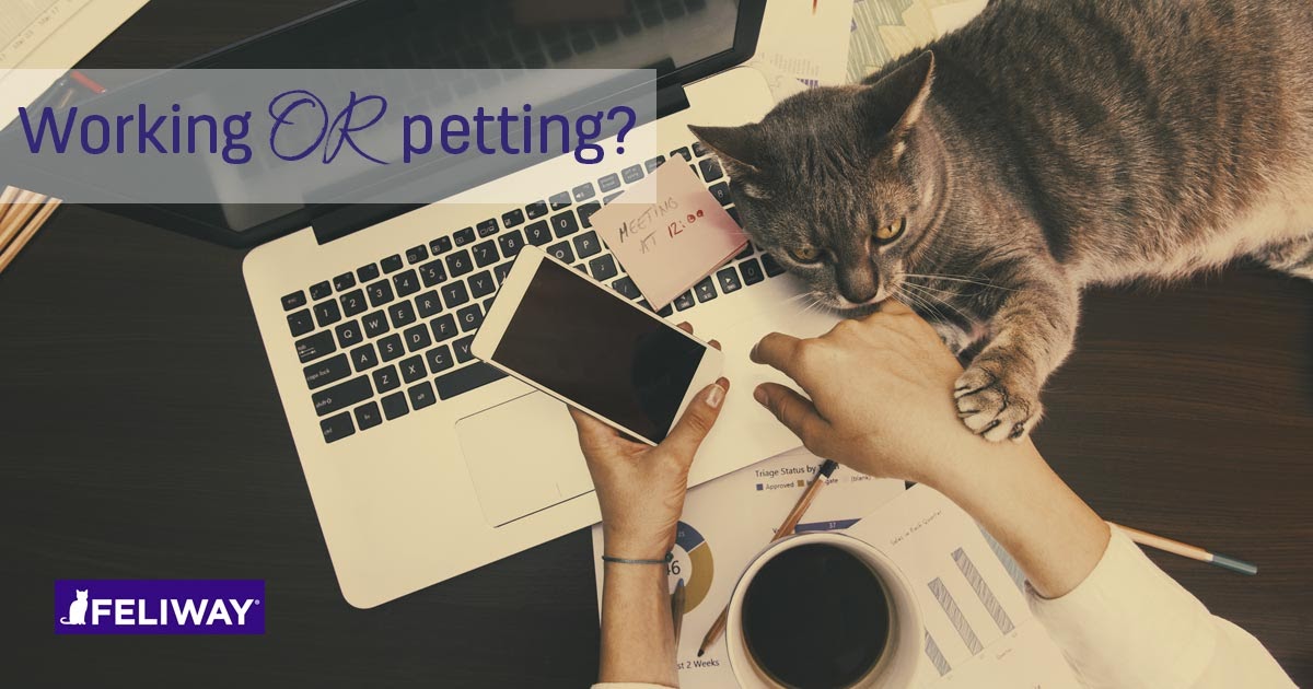 How to stay productive at home with your cat