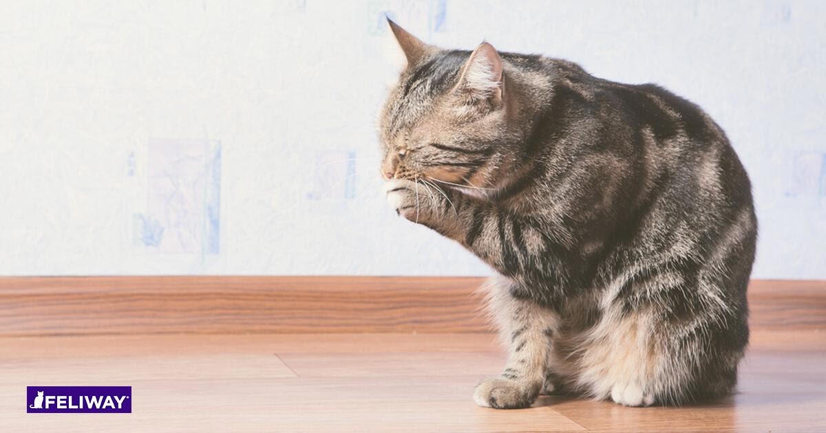 O Seu Gato Está Stressado? 4 Razões Para Lamber-se Em Excesso