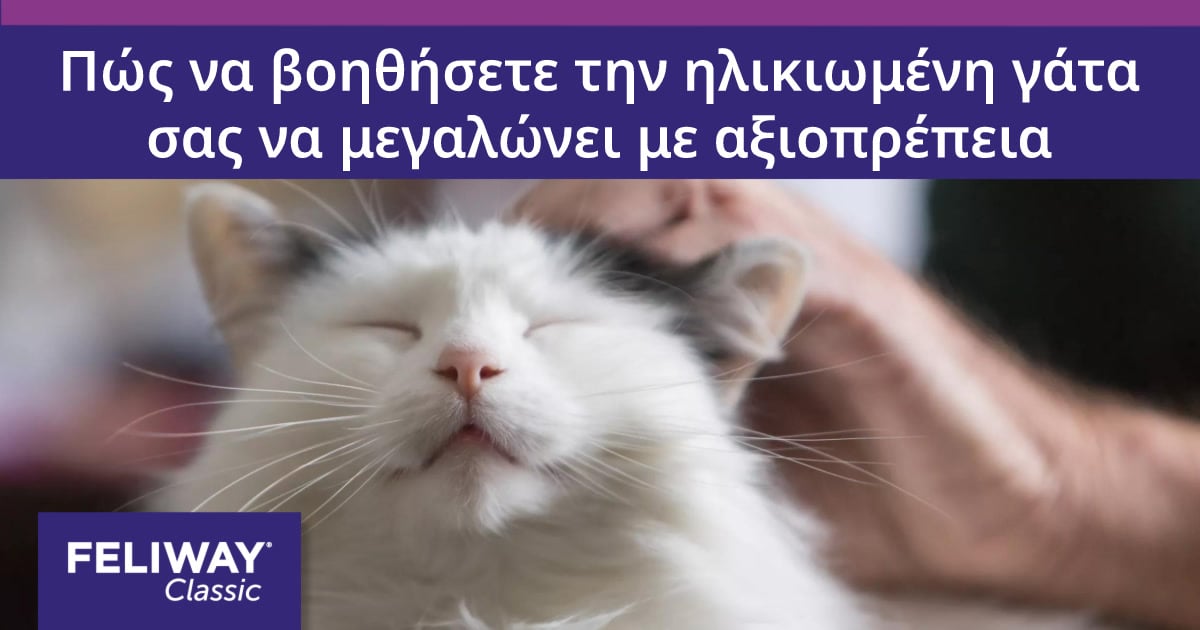 Πώς να βοηθήσετε την ηλικιωμένη γάτα σας να μεγαλώνει με αξιοπρέπεια