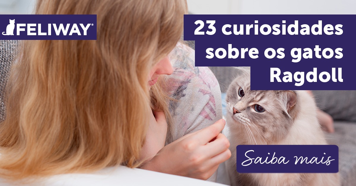 23 curiosidades sobre os gatos da raça Ragdoll