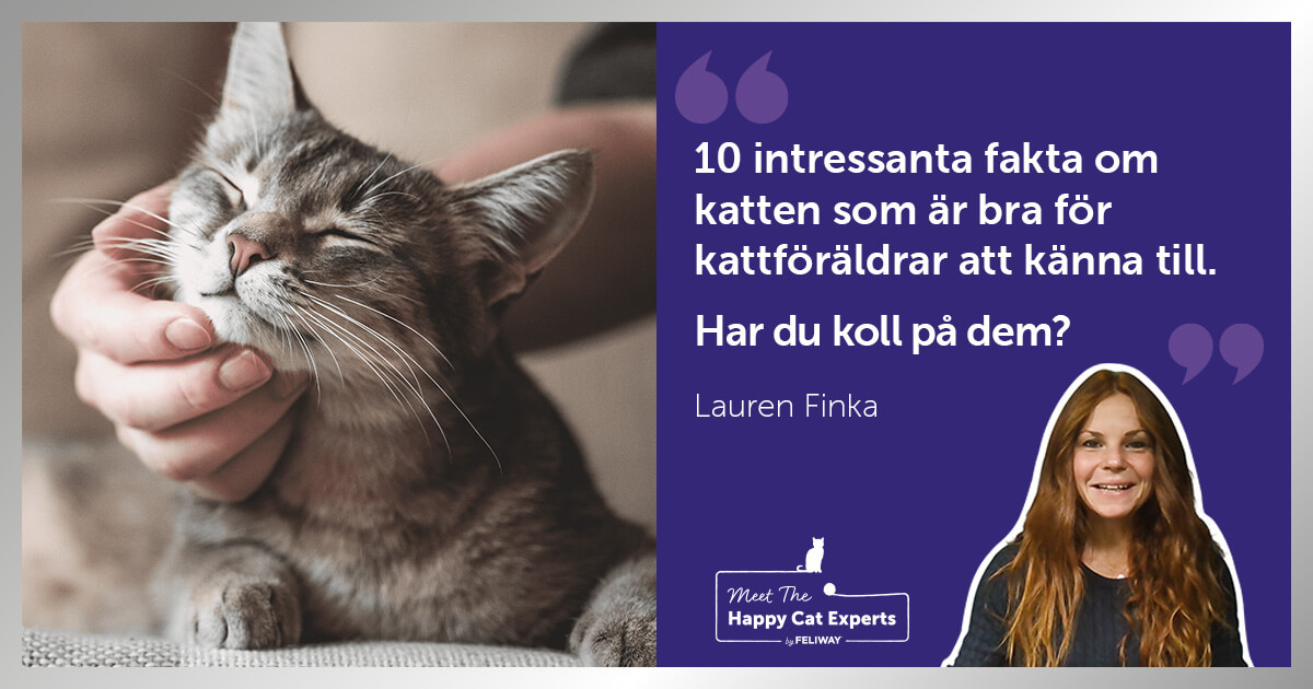 10 saker om katten som är bra att känna till
