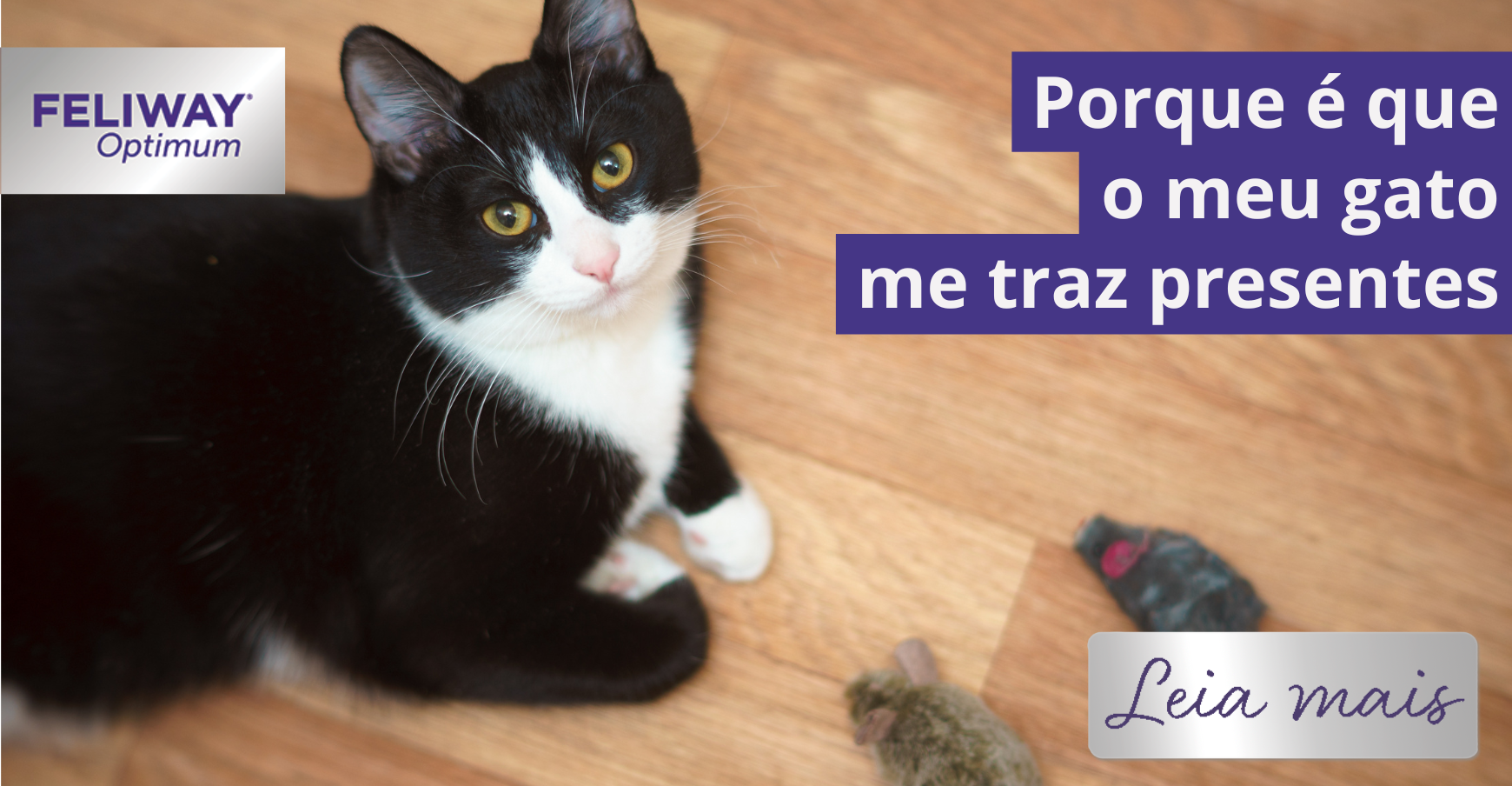 Porque é que o meu gato me traz presentes - ponto de vista de um gato