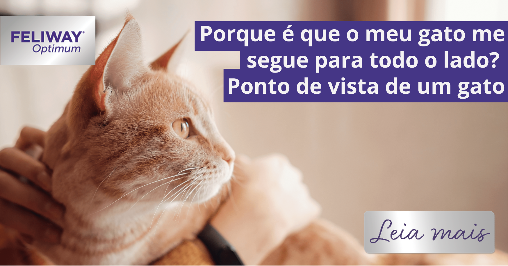 Porque é que o meu gato me segue para todo o lado? Ponto de vista de um ...