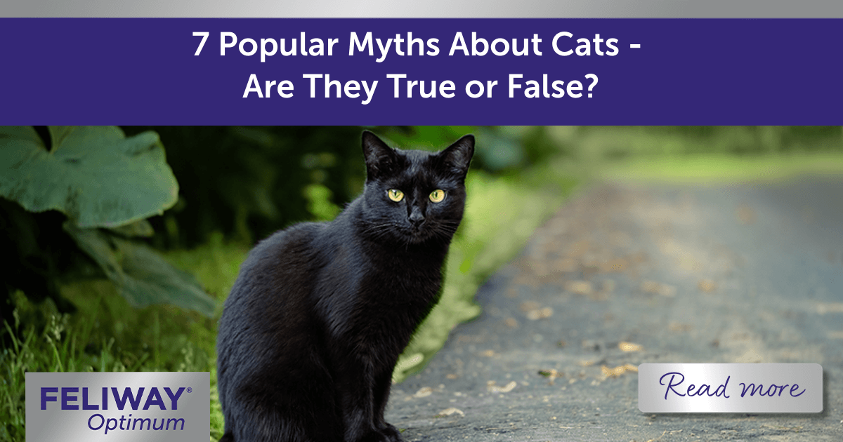 7 Popular Myths About Cats – Are They True Or False?