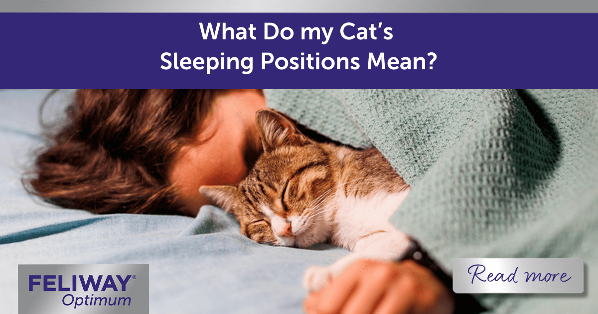 What Do My Cat’s Sleeping Positions Mean?