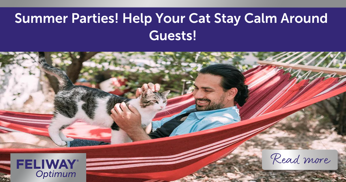 Summer Parties! Help Your Cat Stay Calm Around Guests!