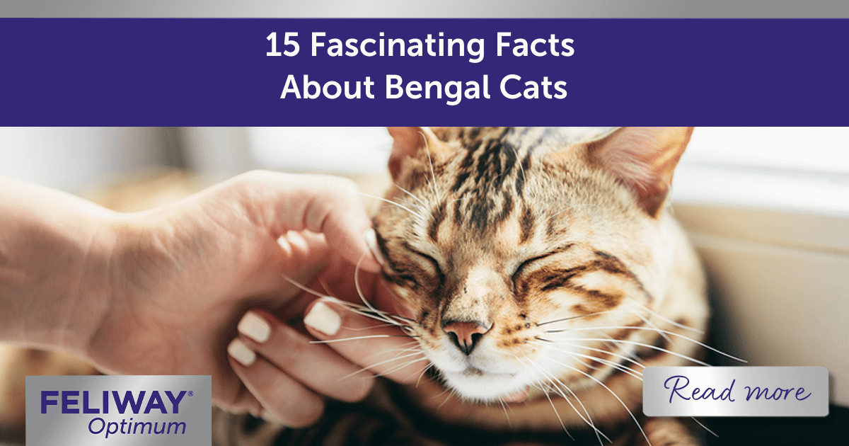 15 Fascinating Facts About Bengal Cats