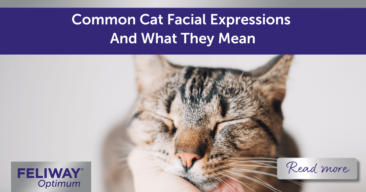 Common Cat Facial Expressions And What They Mean