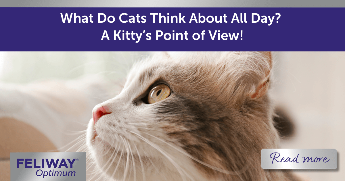 What Do Cats Think About All Day? A Kitty’s Point of View!