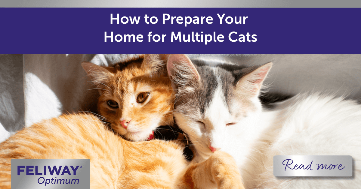 How To Prepare Your Home For Multiple Cats