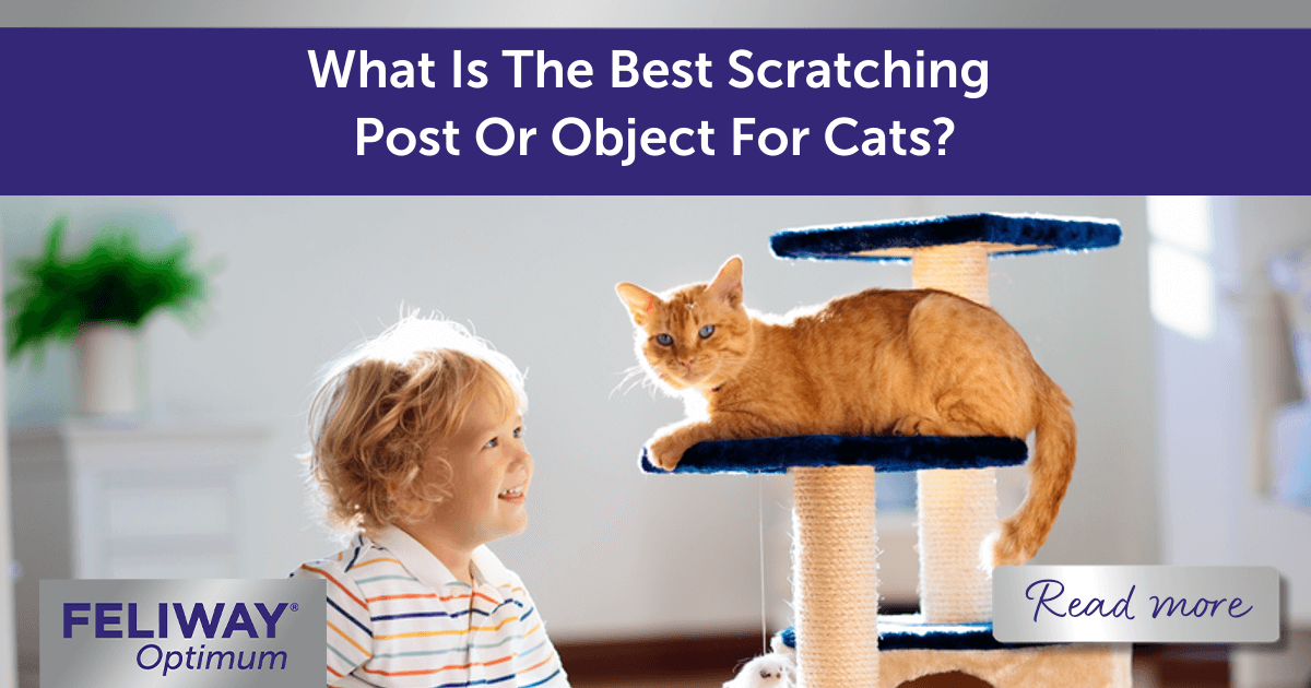 What Is The Best Scratching Post Or Object For Cats?