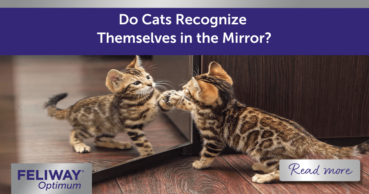 Do Cats Recognize Themselves in the Mirror?