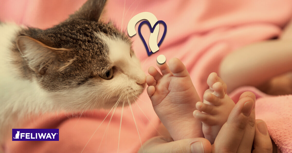 Introducing Cats and Babies - 9 Helpful Tips