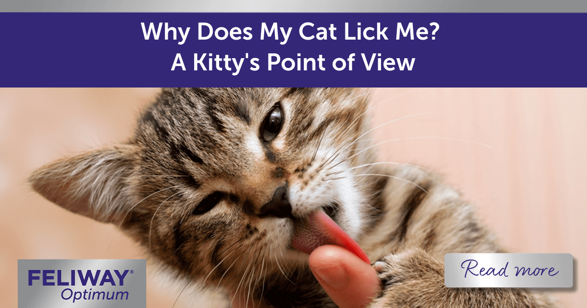 Why Does My Cat Lick Me? A Kitty’s Point of View
