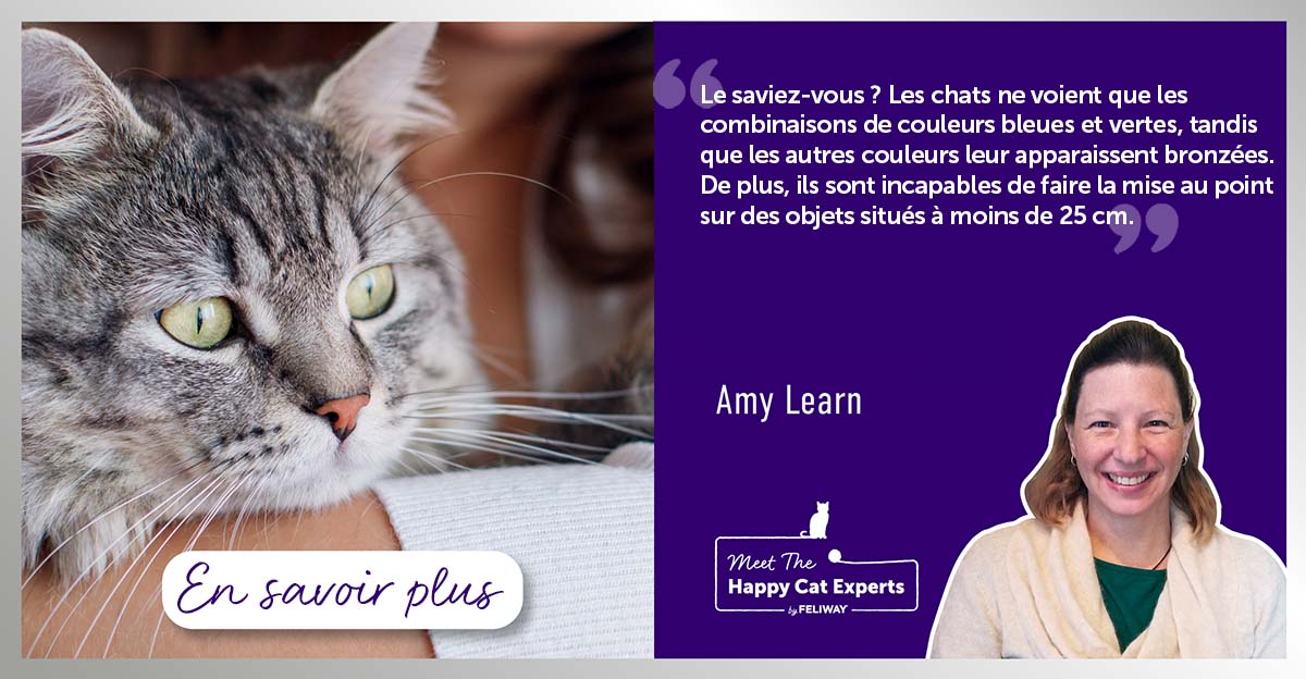 La vision du chat - Les sens des chats