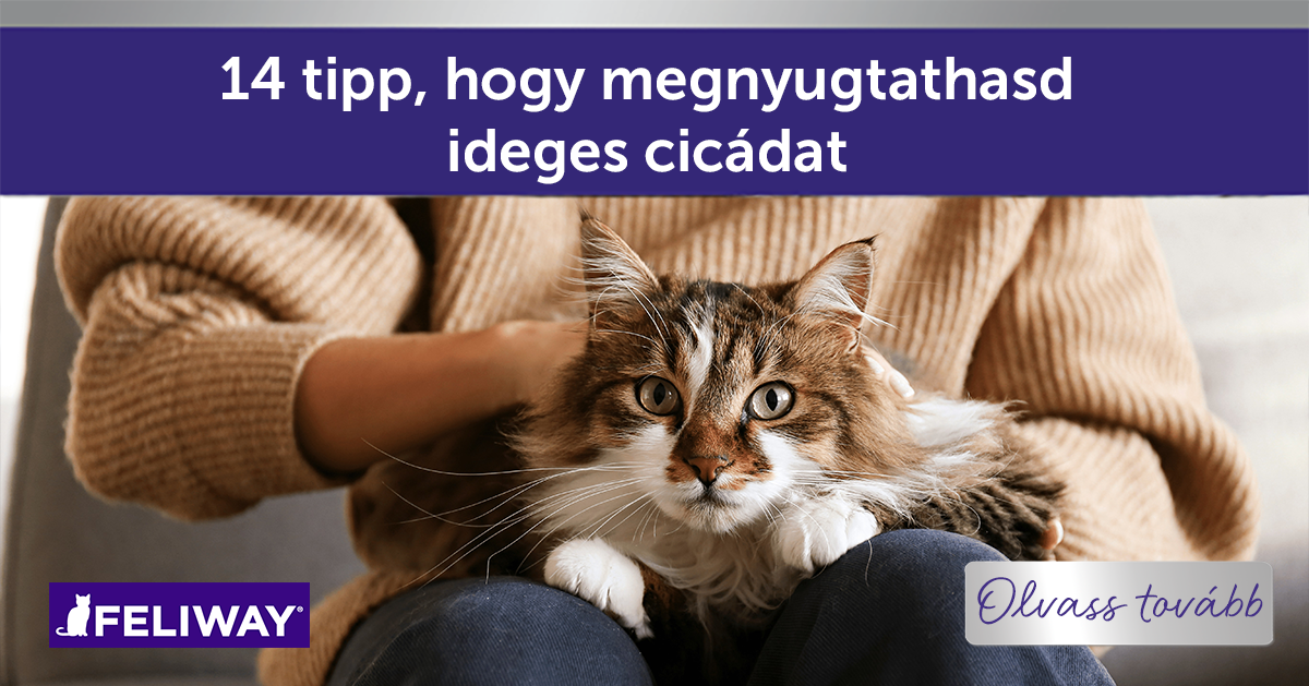 14 tipp, hogy megnyugtathasd ideges cicádat