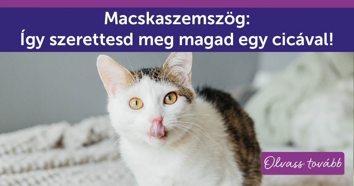 Macskaszemszög: Így szerettesd meg magad egy cicával!