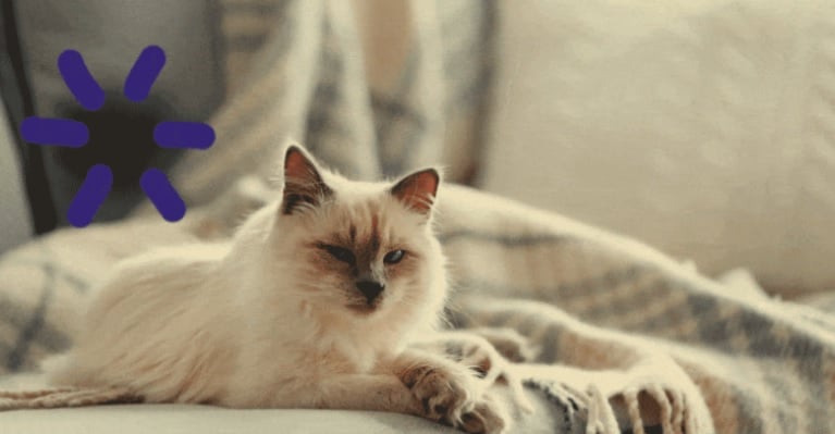 What Age Do Cats Start Spraying? What To Do About It