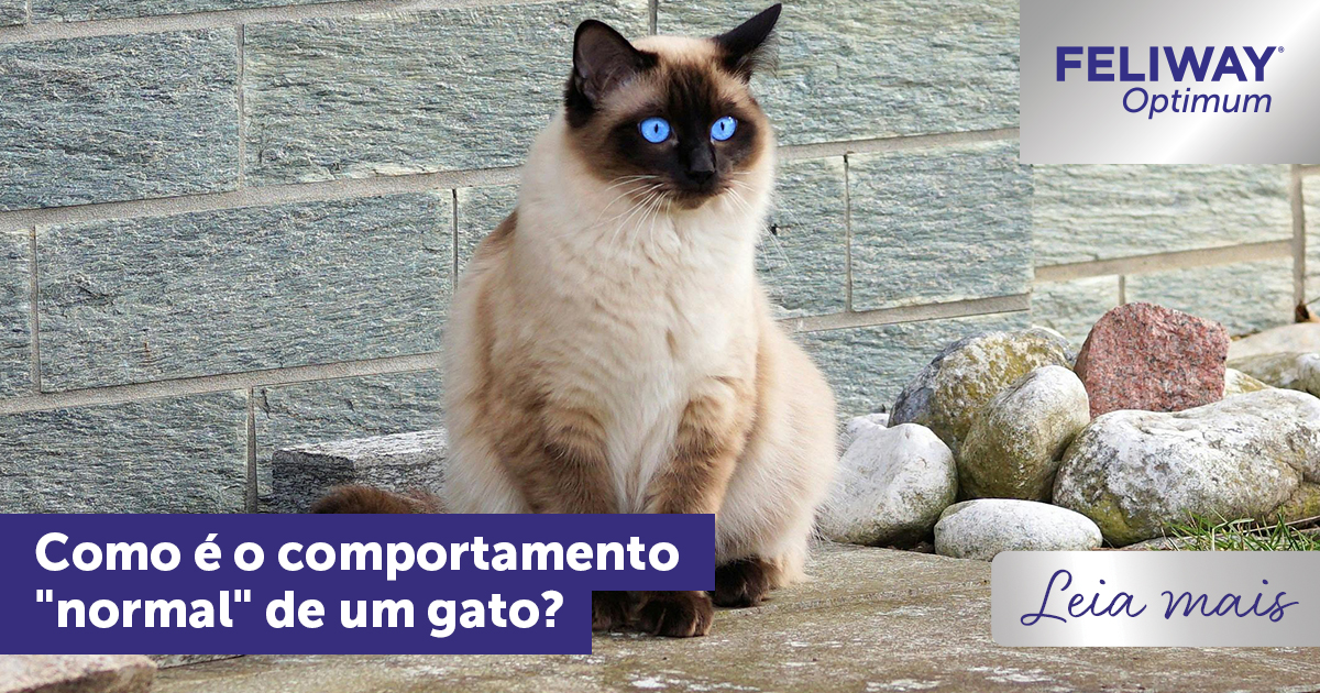 Como é o comportamento "normal" de um gato?