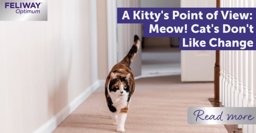 A Kitty's Point of View: Meow! Cats Don't Like Change!