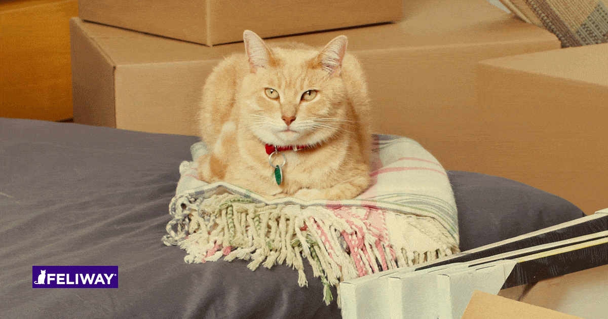 How To Help Your Cat Move To A New Home