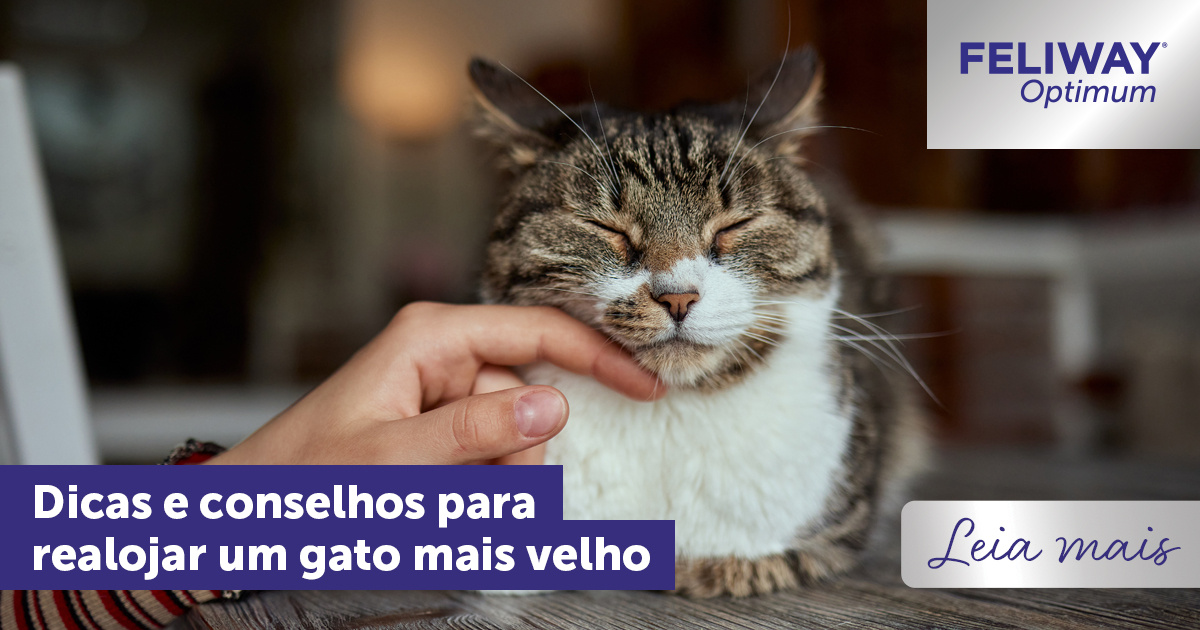 Dicas e conselhos para realojar um gato mais velho