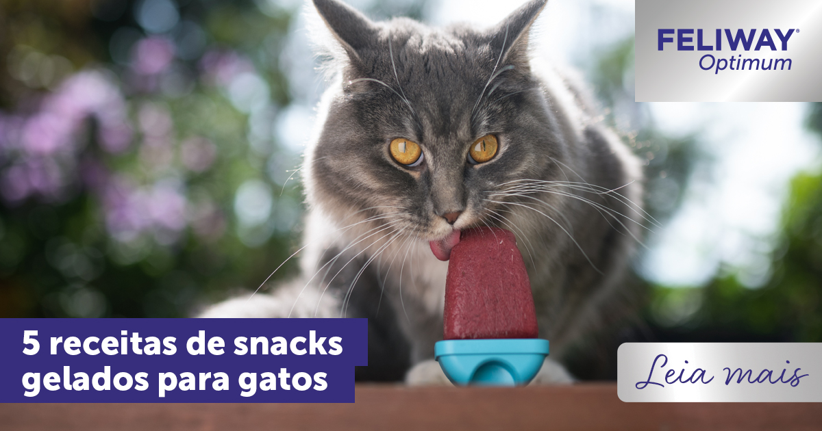 5 receitas de snacks gelados para gatos